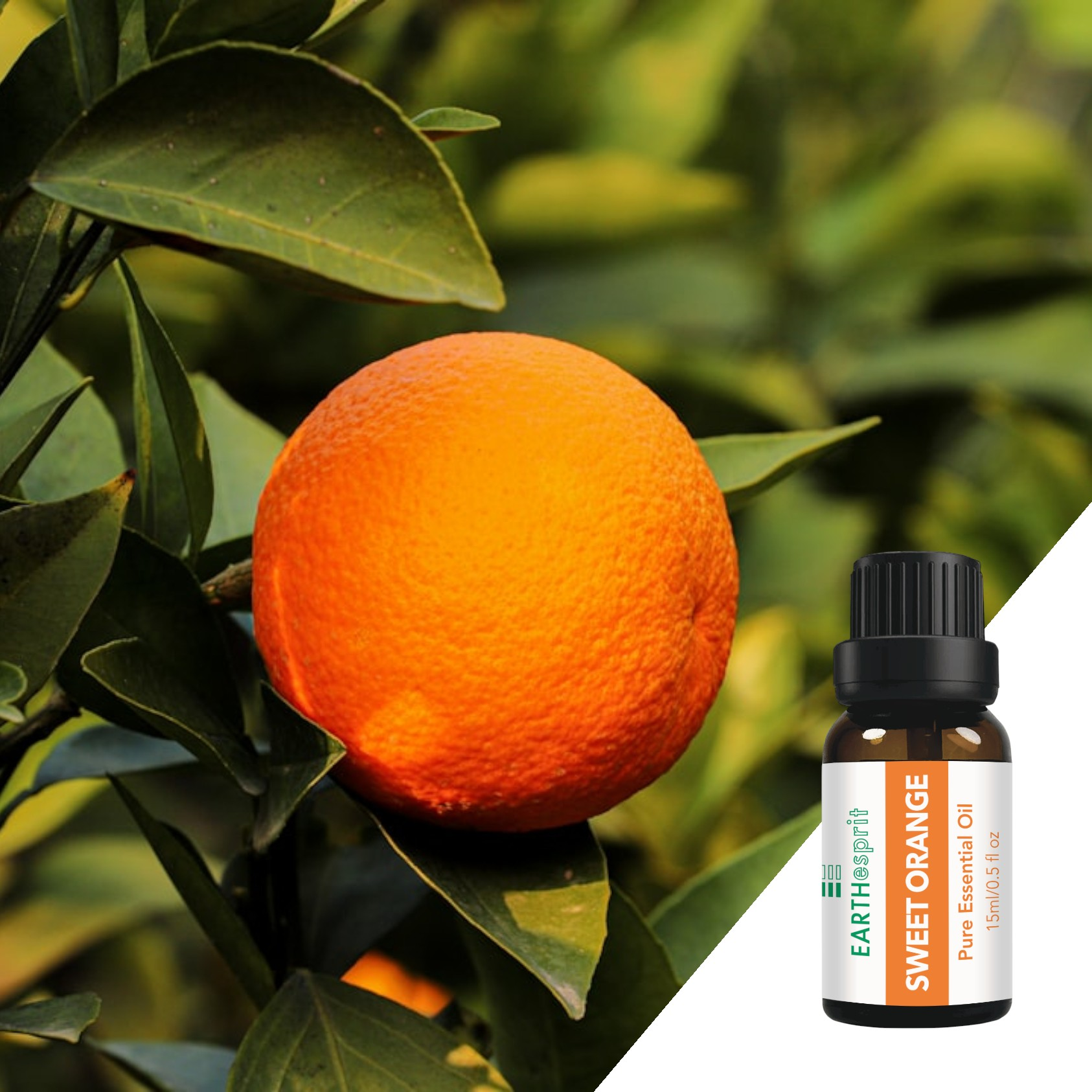 Sweet Orange Essential Oil (Citrus sinensis) - Earth Esprit