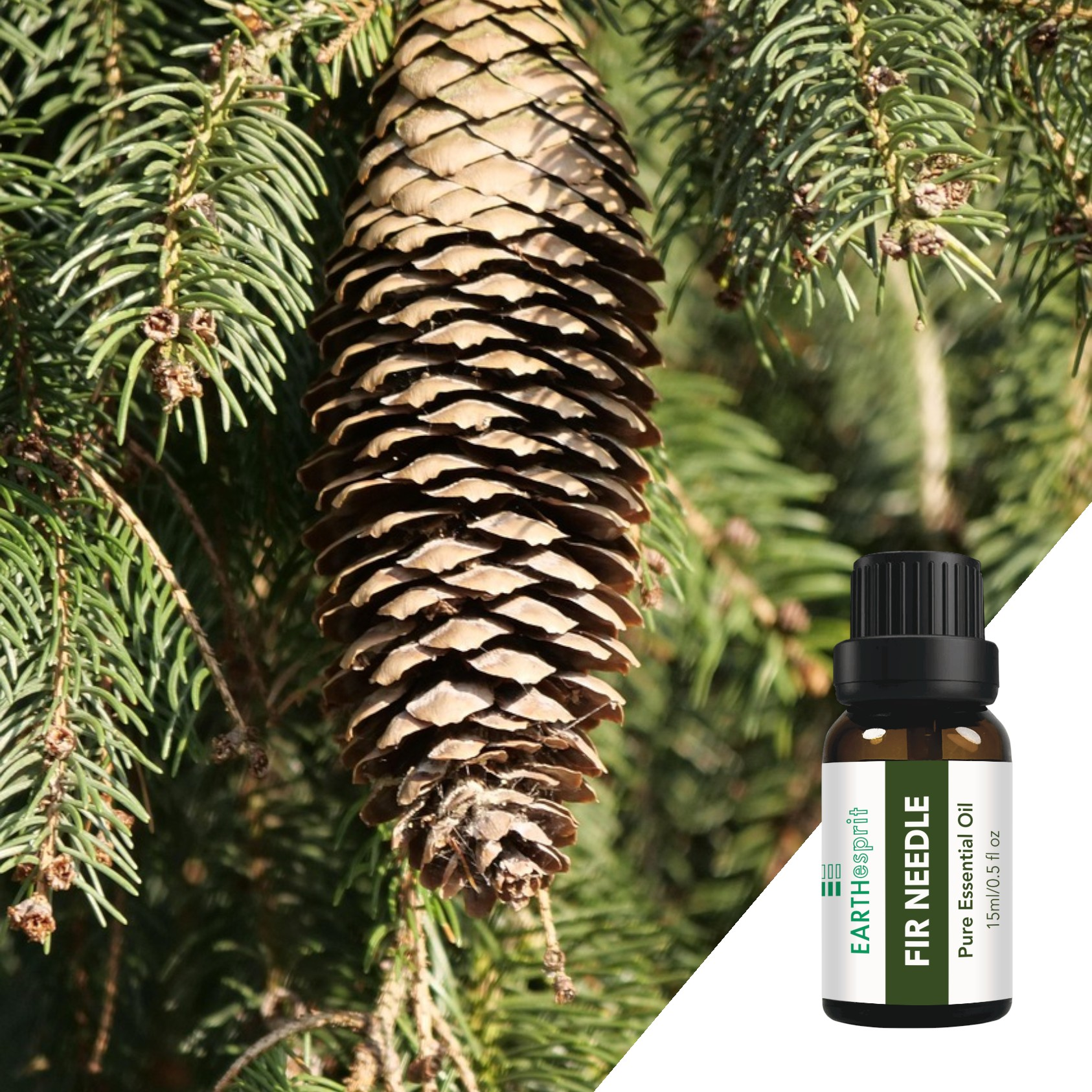 Fir Needle Essential Oil (Abies sibirica) - Earth Esprit